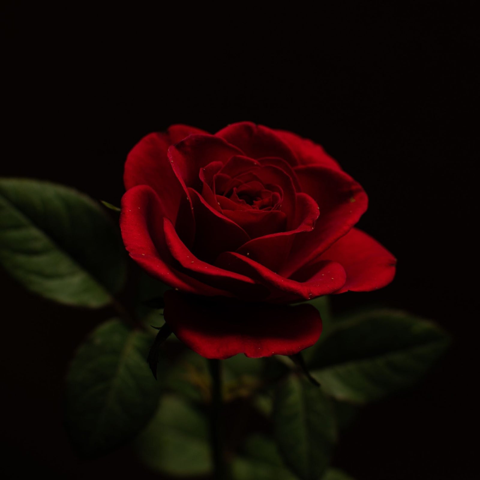 Al Haramain French Collection Review | Noir & Rouge · Al Haramain ...